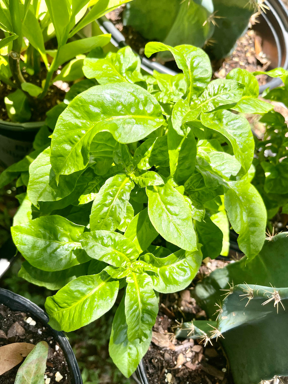 Brazilian Spinach - Alternanthera sissoo – Florida Permaculture Plants